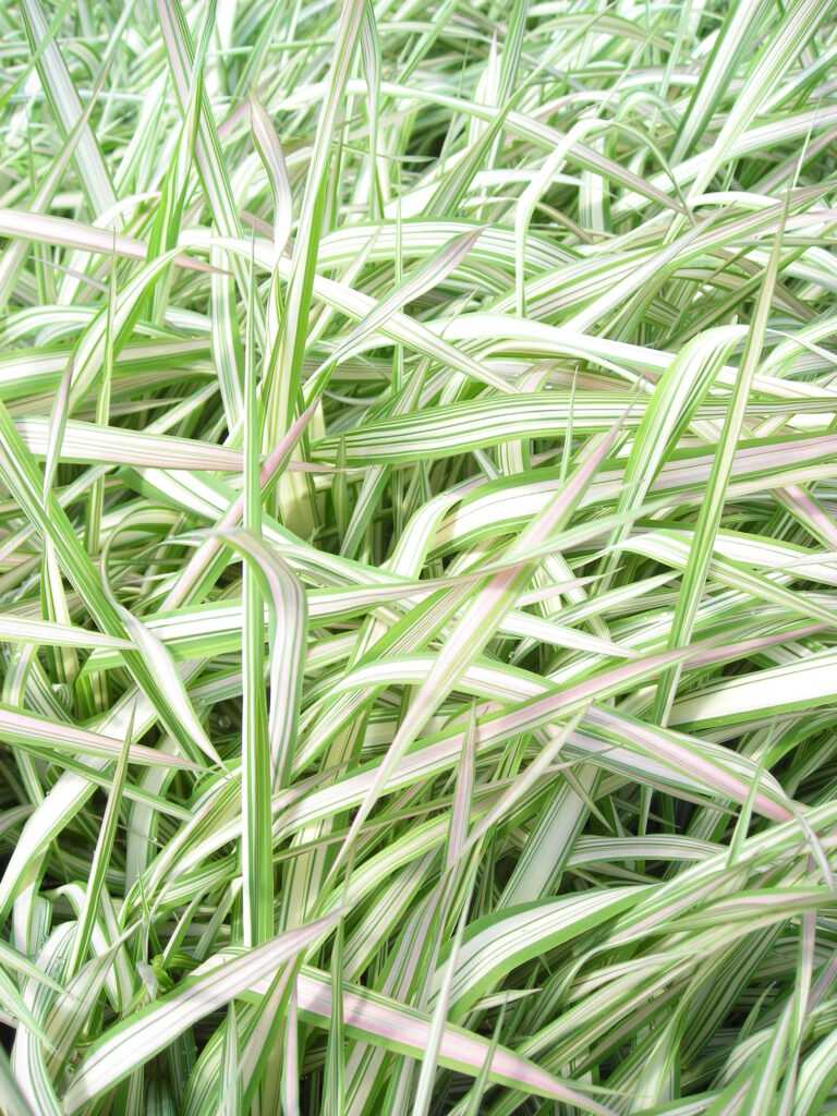 Strawberries & Cream Grass – Norman's Garden Gallery