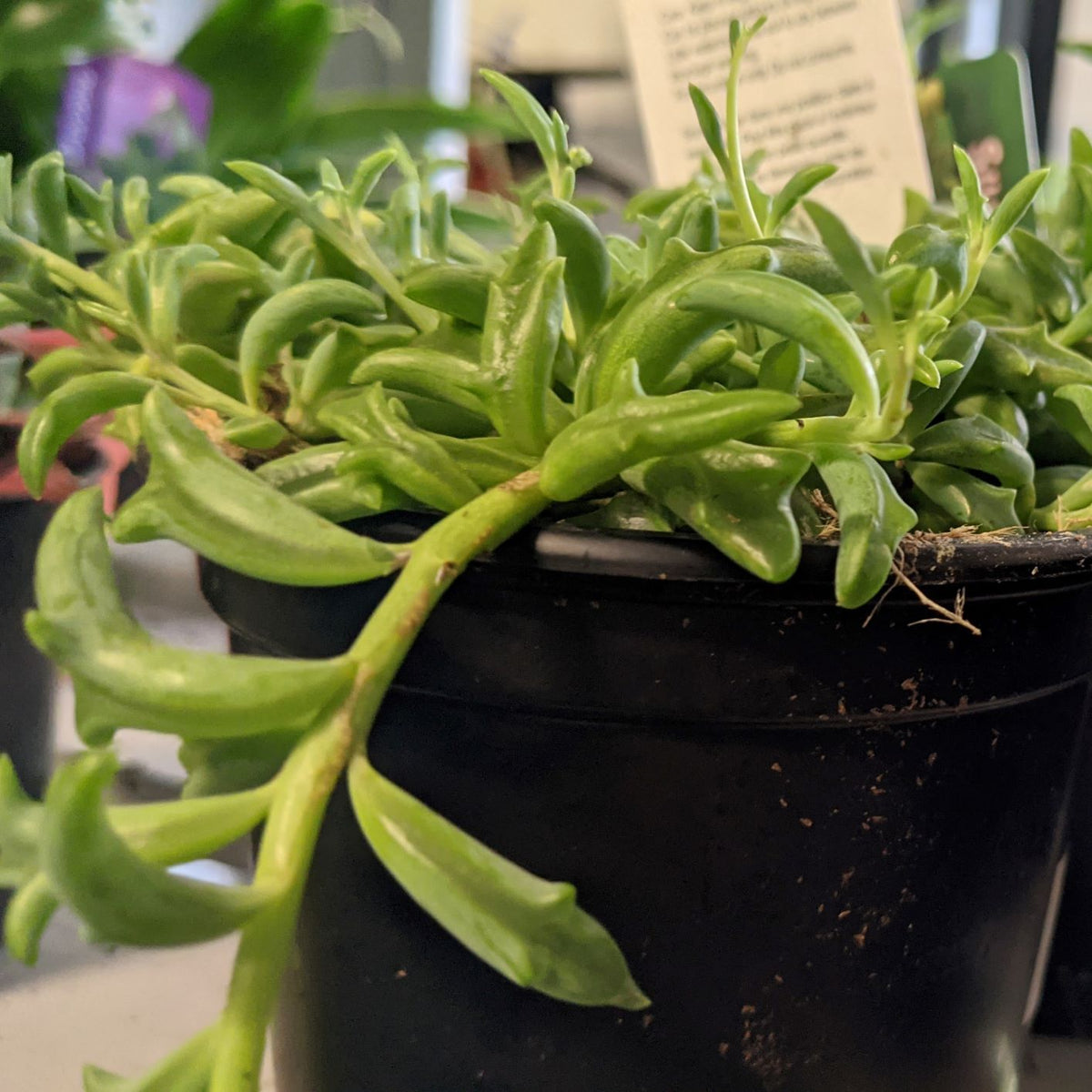 String of Dolphins – Norman's Garden Gallery